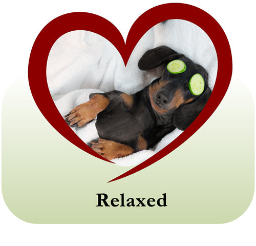 The Wellness Generation - Relaxation – WellnessGeneration